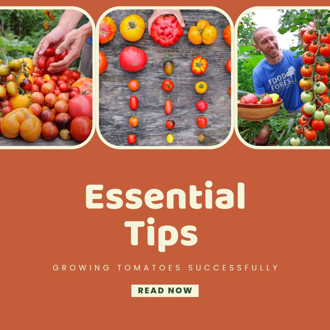 Essential Tips for Growing Tomatoes Successfully