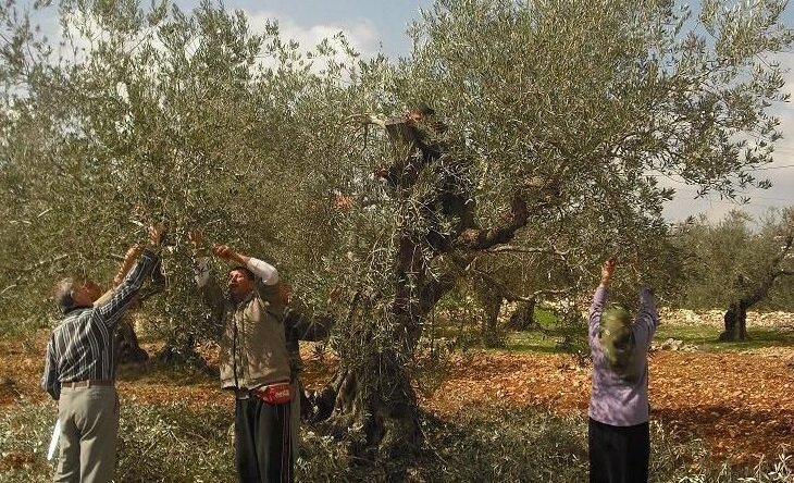 The timeless symbol of resilience: the olive tree in Palestine | LaunchGood