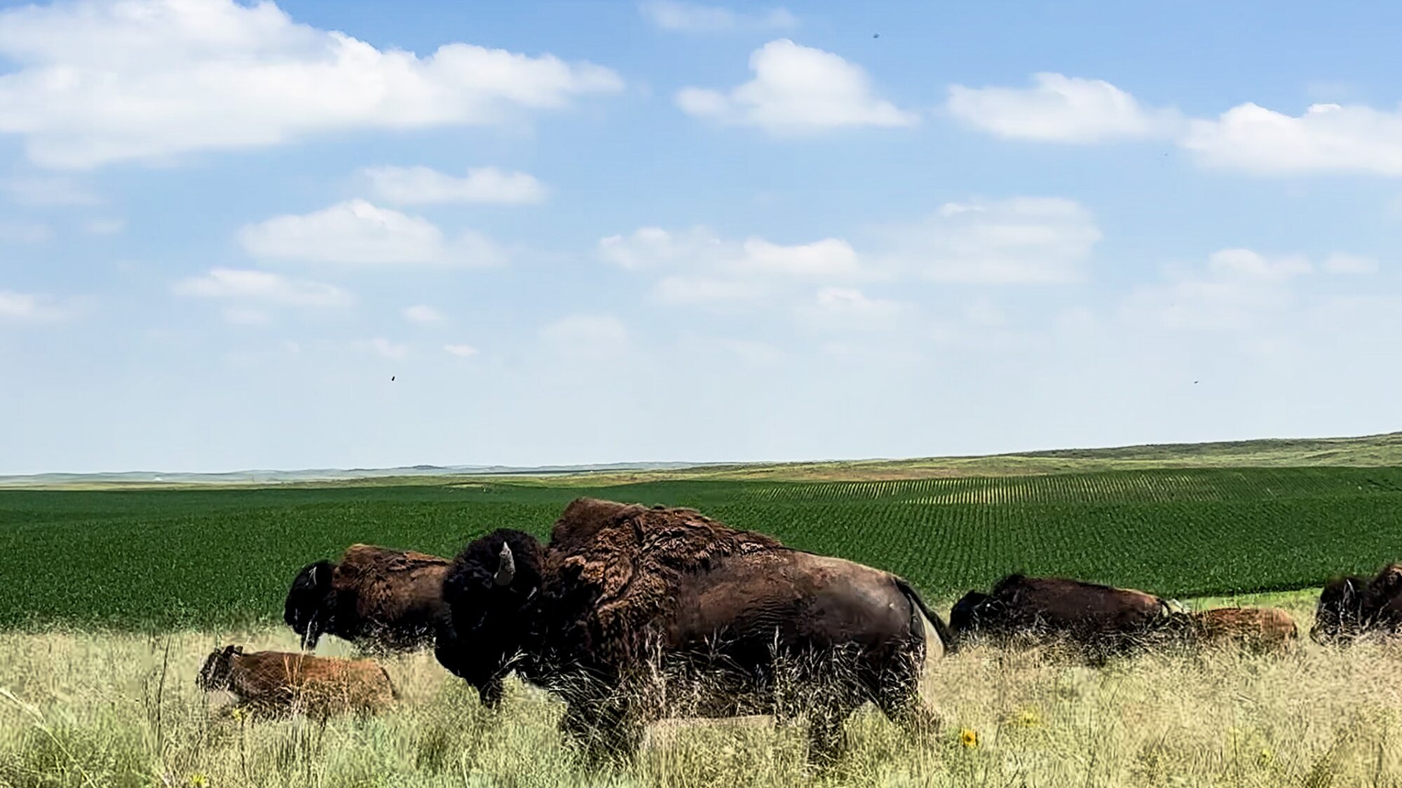 Where the buffalo roam, Colorado wants to protect them from poaching ...