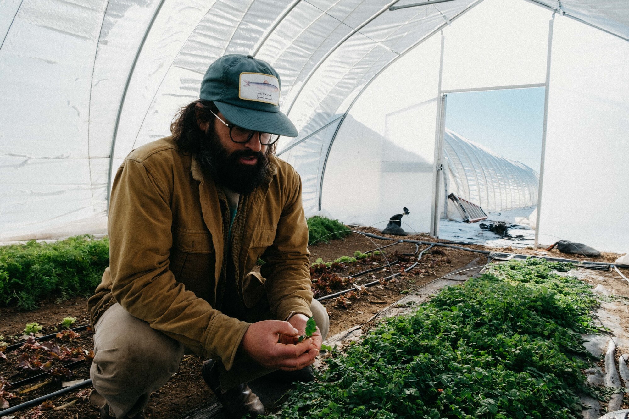 From field to fork: How local farms are feeding Colorado diners | Rocky ...