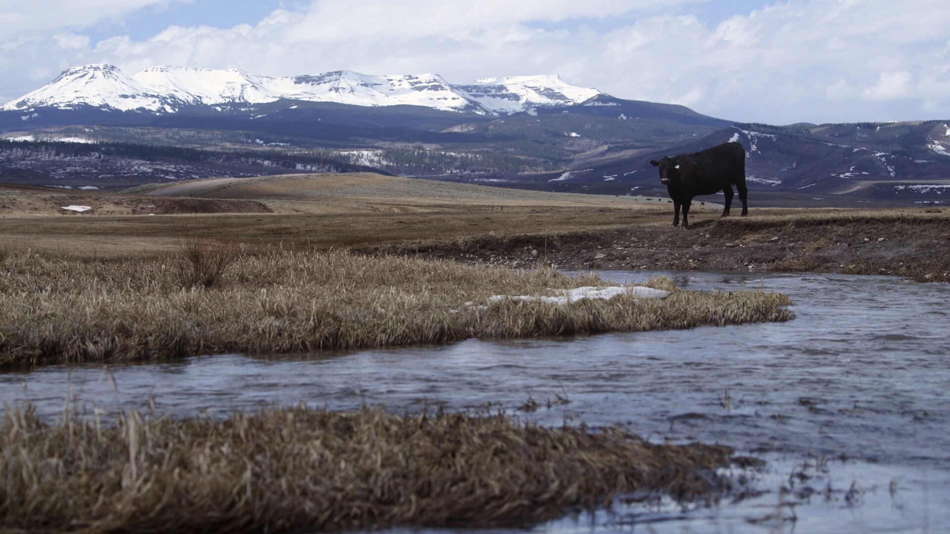 Wolves killing livestock was expected, but is there room for ...
