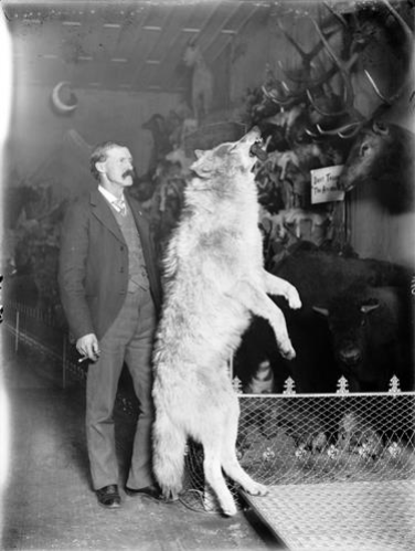 Wolves killing livestock was expected, but is there room for ...