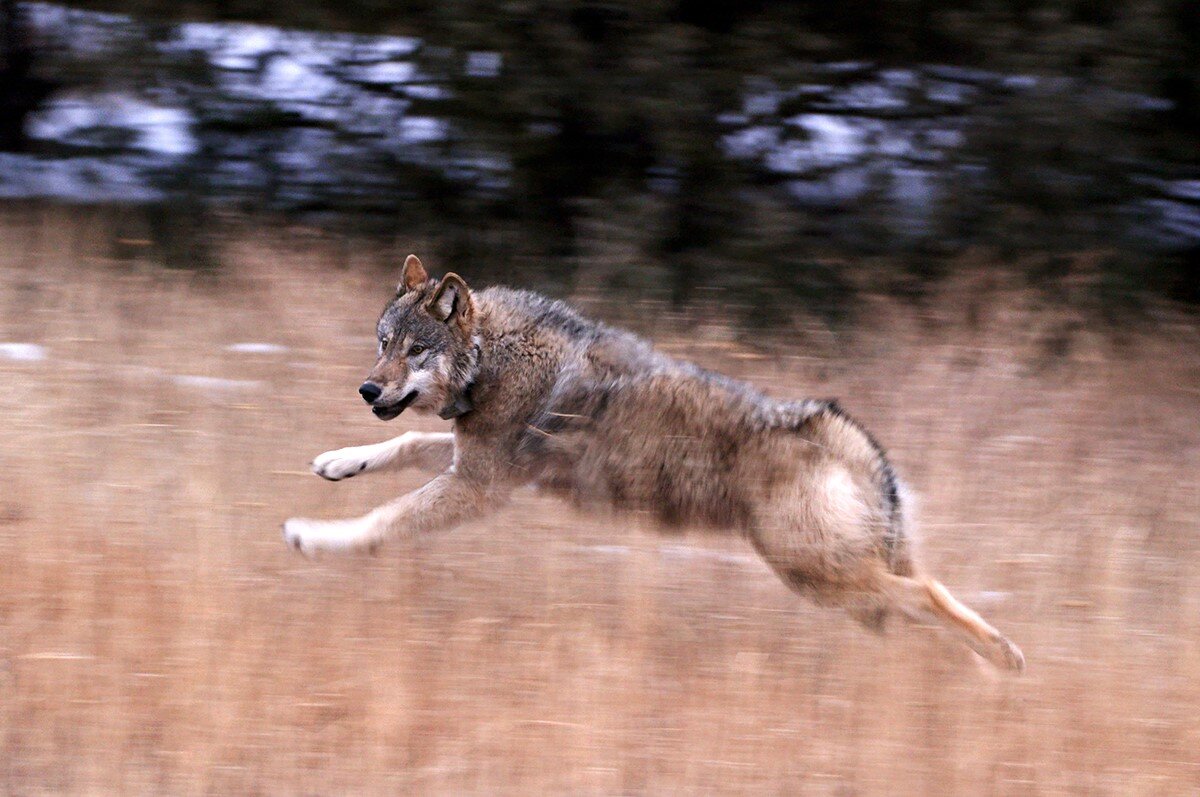 Wolf myth-busting with wildlife biologist Kevin Crooks | Rocky Mountain PBS