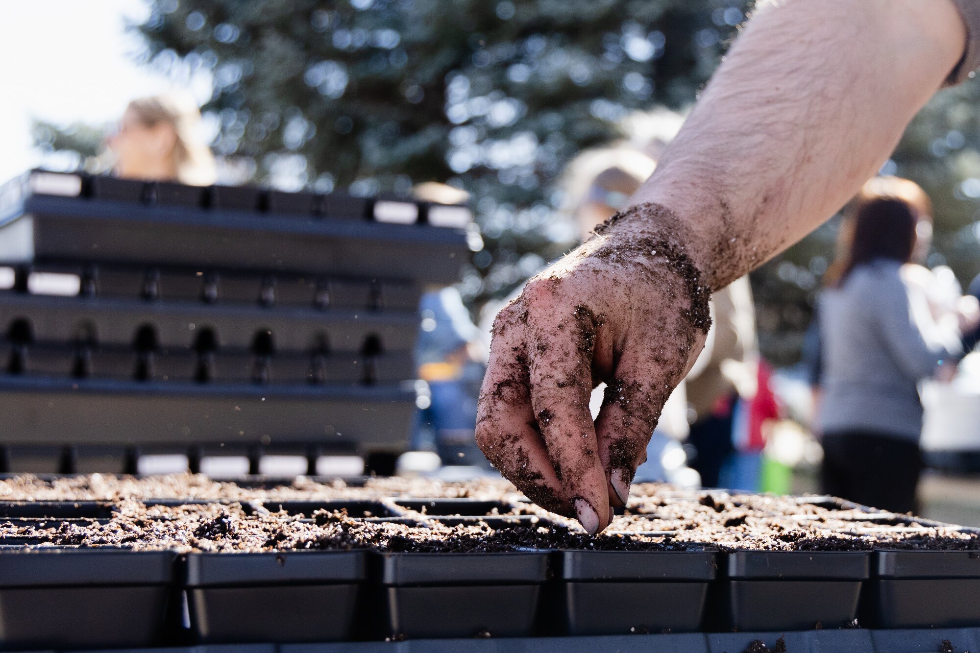 Colorado plant expert answers your seed-starting questions | Rocky ...