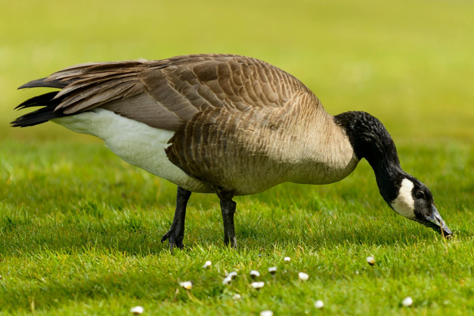 Texas Canada Goose Hunting Guides & Trips - Mallard Bay