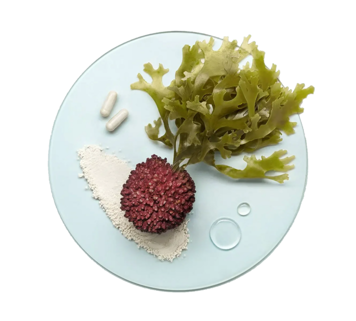 AlgaeCal - Natural Calcium & Vitamin D Supplements