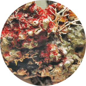 Mesophyllum superpositum - Red Coralline Algae Benefits | AlgaeCal