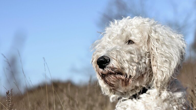 Groodle (Golden Doodle) Breed Guide | Australia’s #1 Pet Store | Pet Circle