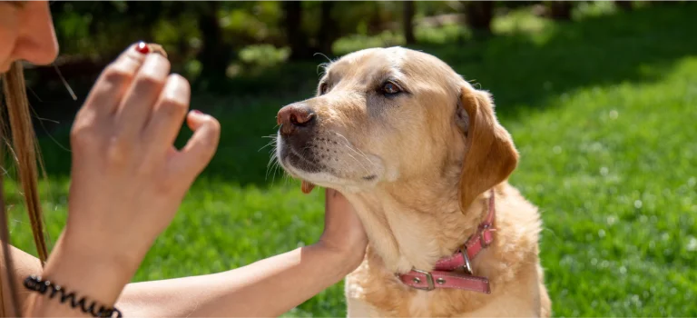 Labrador Retriever Breed Guide | Australia’s #1 Pet Store | Pet Circle