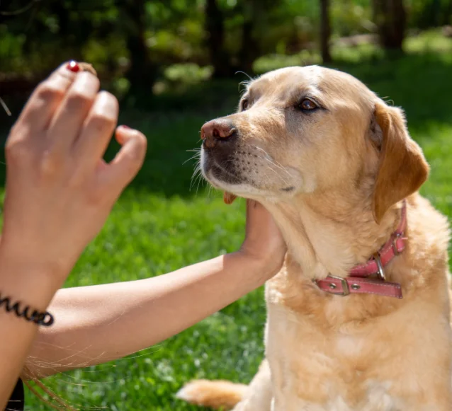 Labrador Retriever Breed Guide | Australia’s #1 Pet Store | Pet Circle