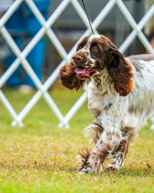 Springer Spaniel Breed Guide: Facts, Health & Care | Australia’s #1 Pet ...
