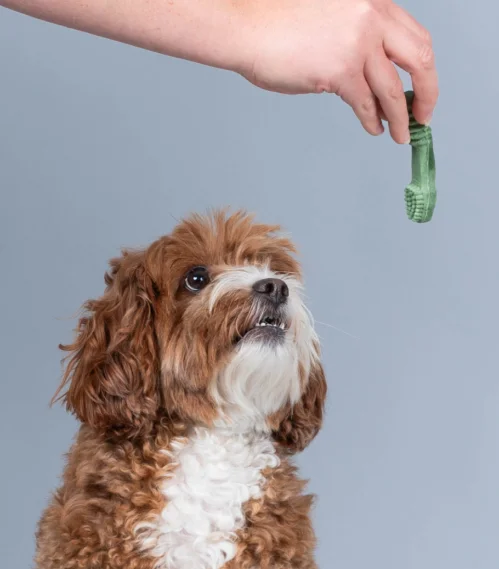 Cavoodle Breed Guide | Behaviour & Nutrition | Australia’s #1 Pet Store ...