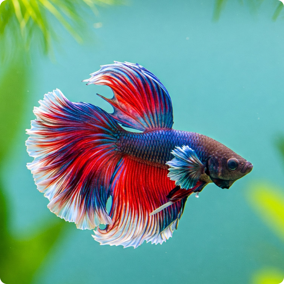Fighting Fish Care Guide | Australia’s #1 Pet Store | Pet Circle