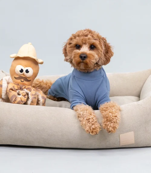 Cavoodle Breed Guide | Behaviour & Nutrition | Australia’s #1 Pet Store ...