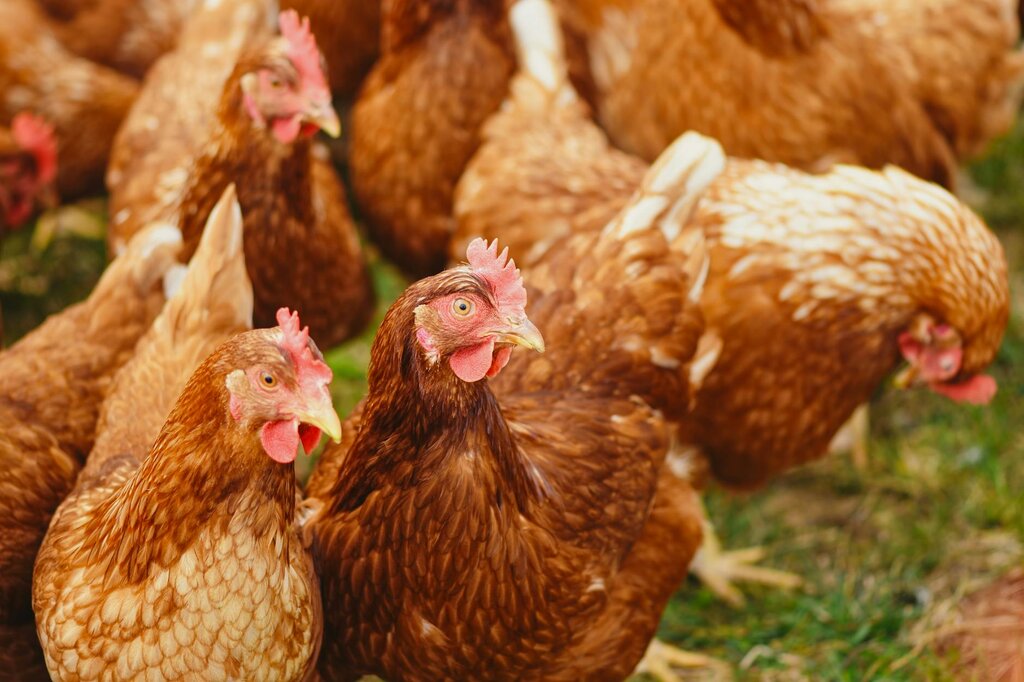 The Best Chicken Breeds: A Vet's Guide for Your Backyard | Australia’s ...