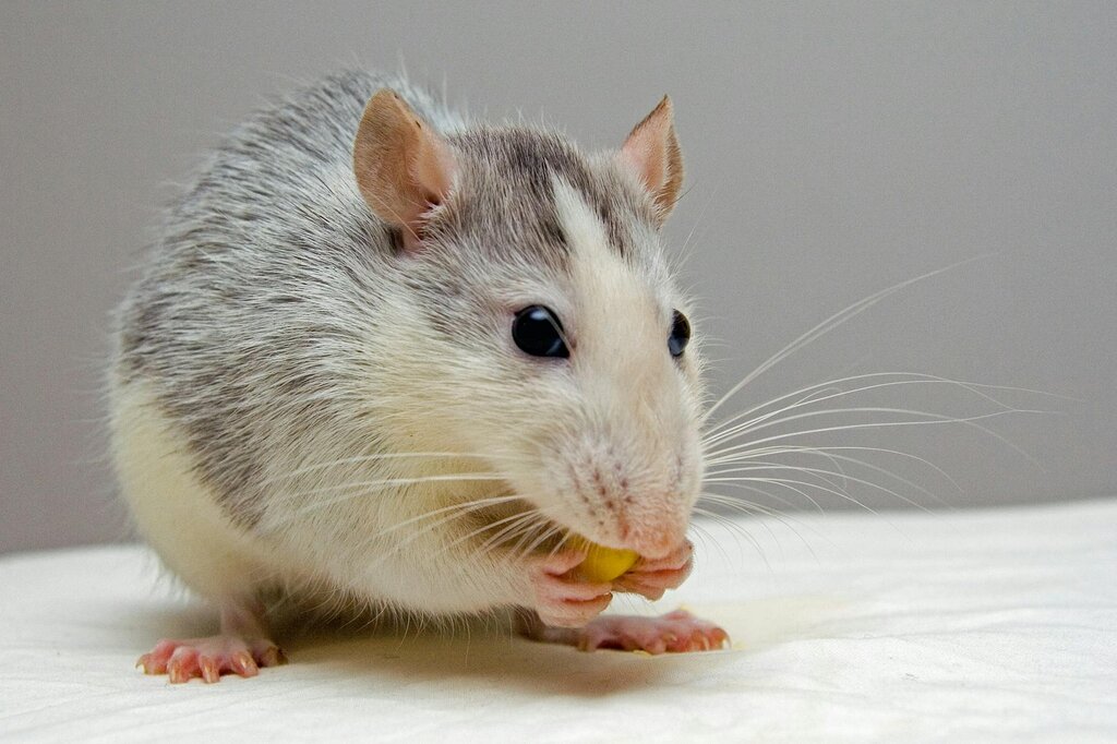 Rat Care Guide | Australia’s #1 Pet Store | Pet Circle