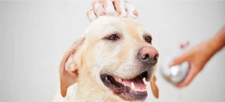 Labrador Retriever Breed Guide | Australia’s #1 Pet Store | Pet Circle