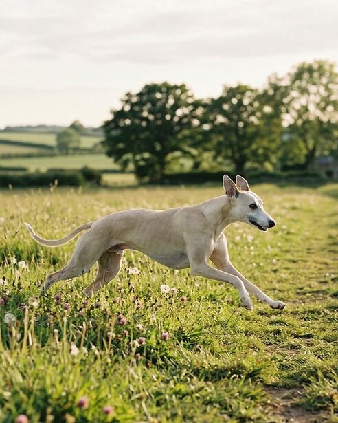 Whippet Breed Guide: Health, Facts & Care | Australia’s #1 Pet Store ...