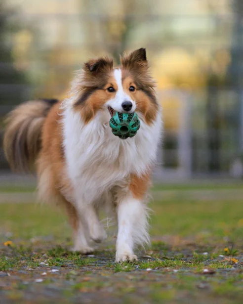 Shetland Sheepdog Breed Guide: Health, Personality, and Care ...