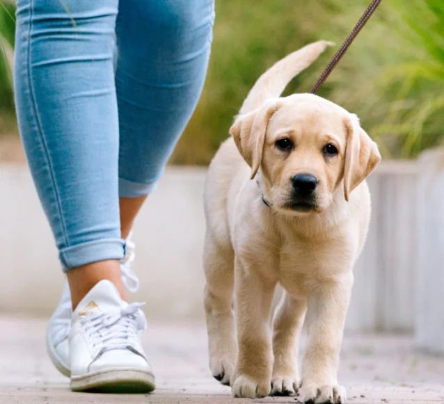 Labrador Retriever Breed Guide | Australia’s #1 Pet Store | Pet Circle