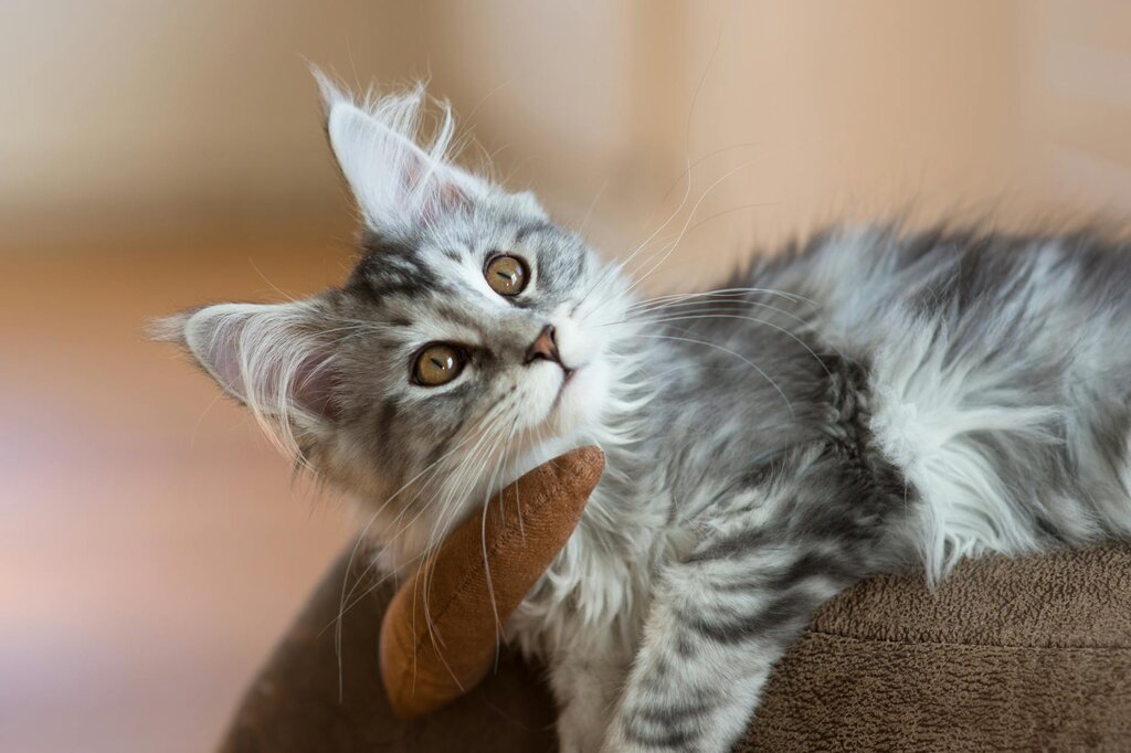 Cat Hairballs: Causes, Symptoms, and How to Help your Cat | Australia’s ...
