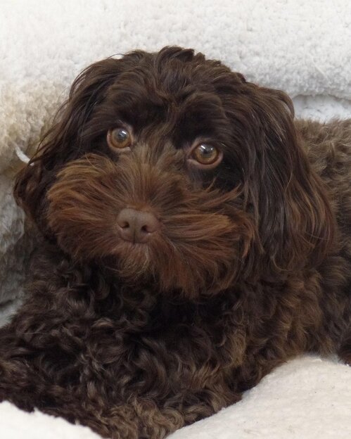 Spoodle (Cockapoo) Breed Guide | Australia’s #1 Pet Store | Pet Circle