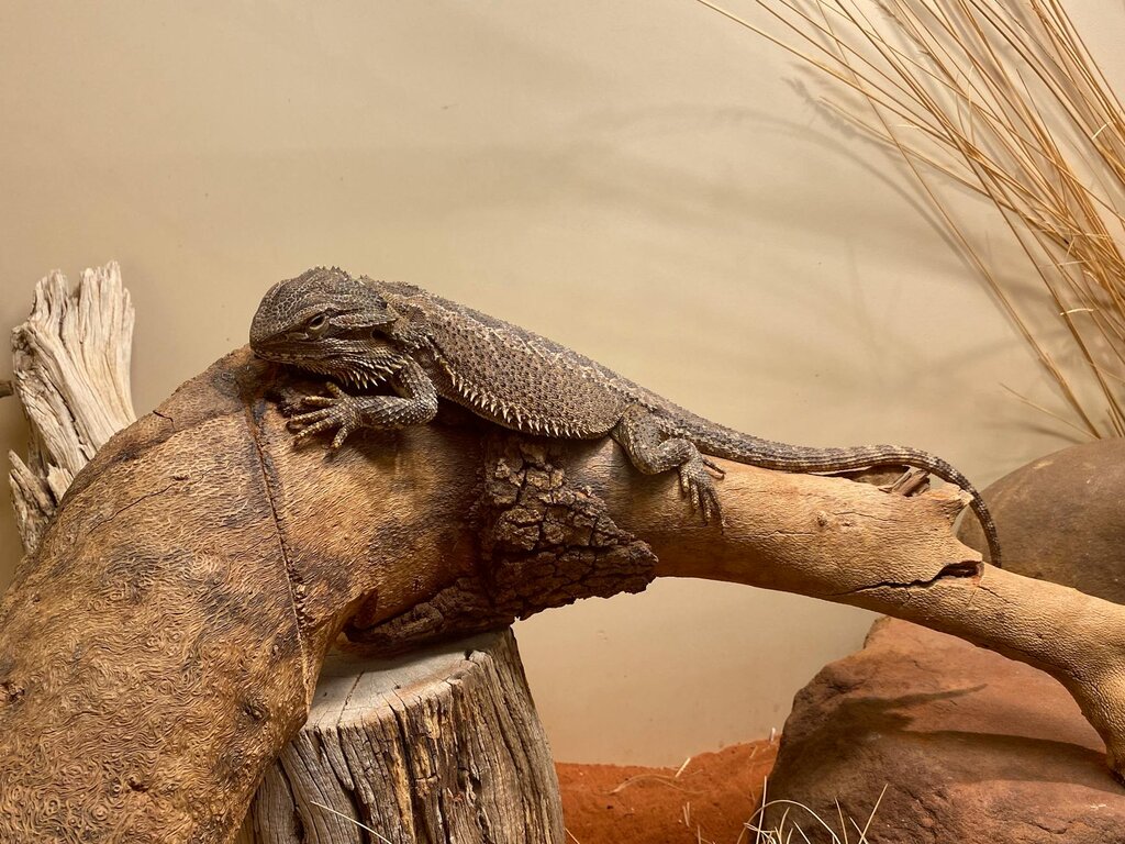 Bearded Dragon Care Guide | Australia’s #1 Pet Store | Pet Circle