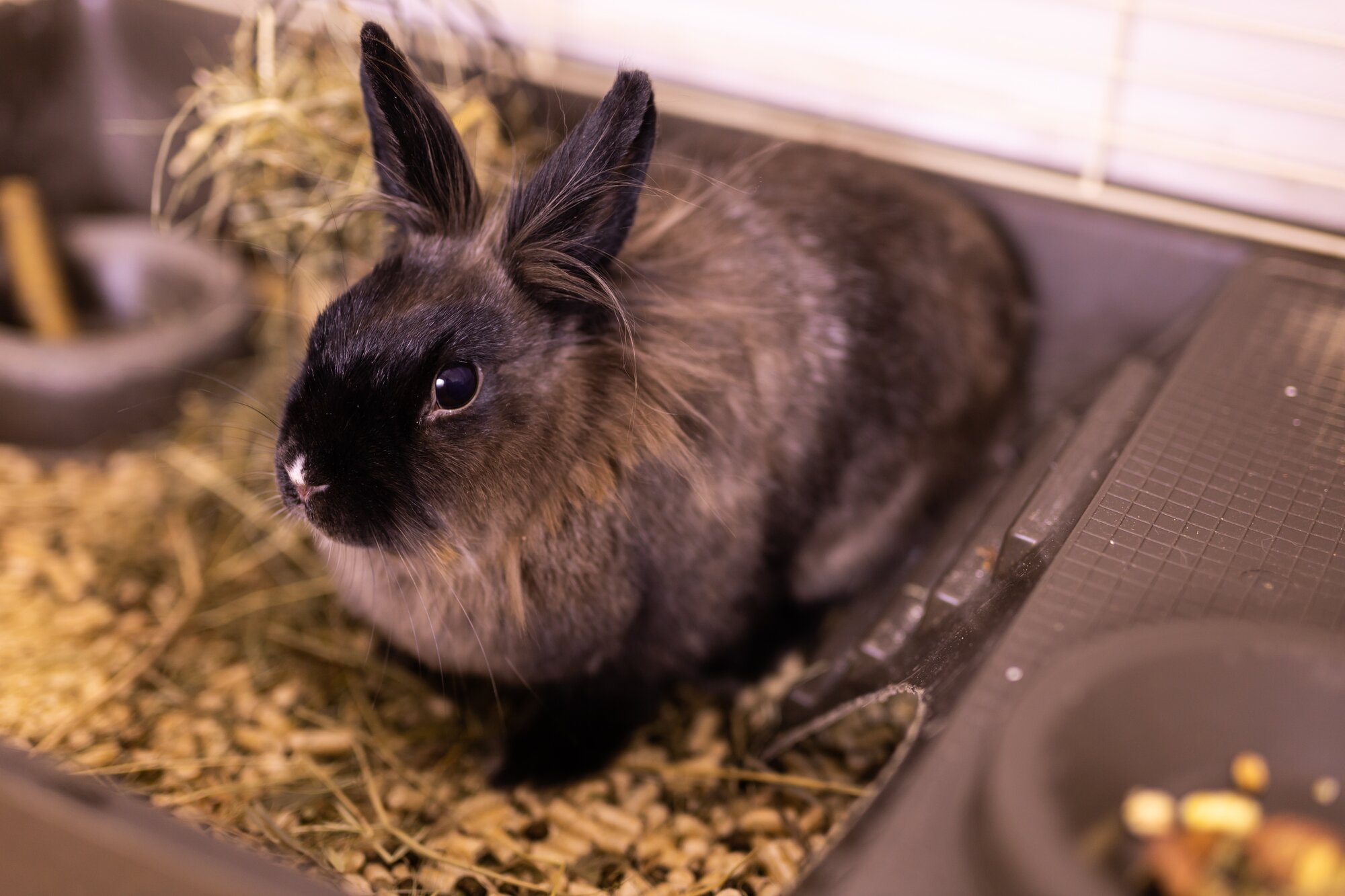Common Rabbit Behaviours Explained | Australia’s #1 Pet Store | Pet Circle