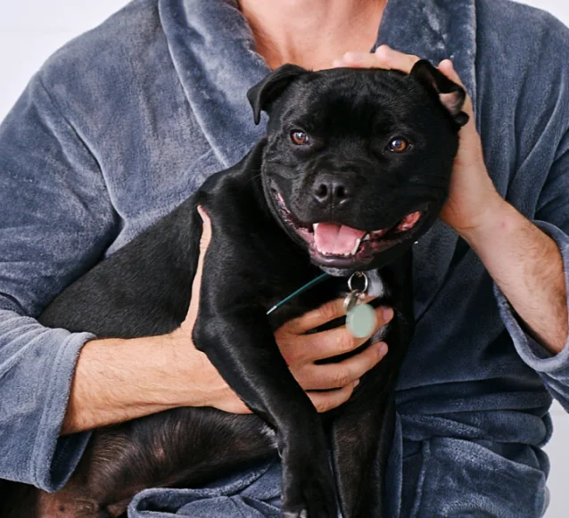 Staffy Breed Guide | Australia’s #1 Pet Store | Pet Circle