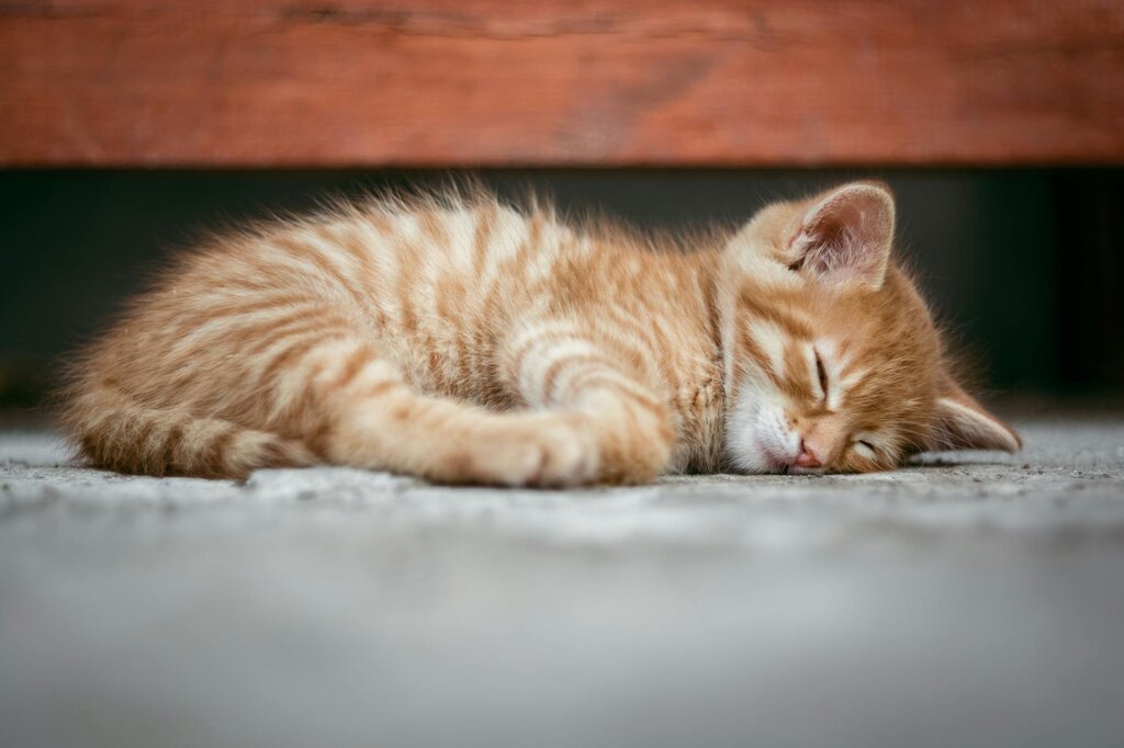 Kitten Vaccination Schedule: the Ultimate Guide for Australian Pet ...