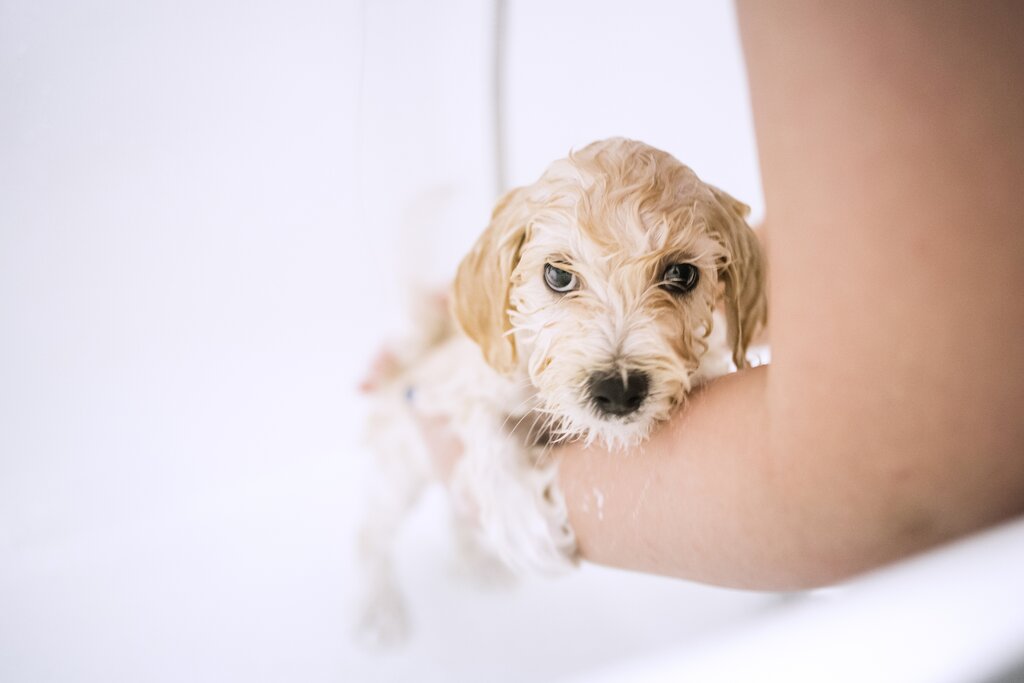 Swimming Safety for Dogs | Australia’s #1 Pet Store | Pet Circle