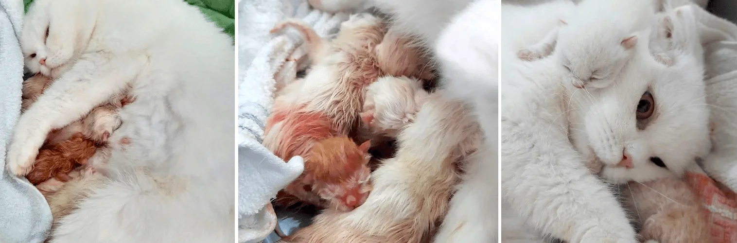 Pregnant Cat Guide Australia S 1 Pet Store Pet Circle