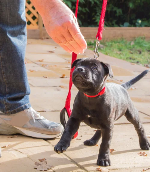 Staffy Breed Guide | Australia’s #1 Pet Store | Pet Circle