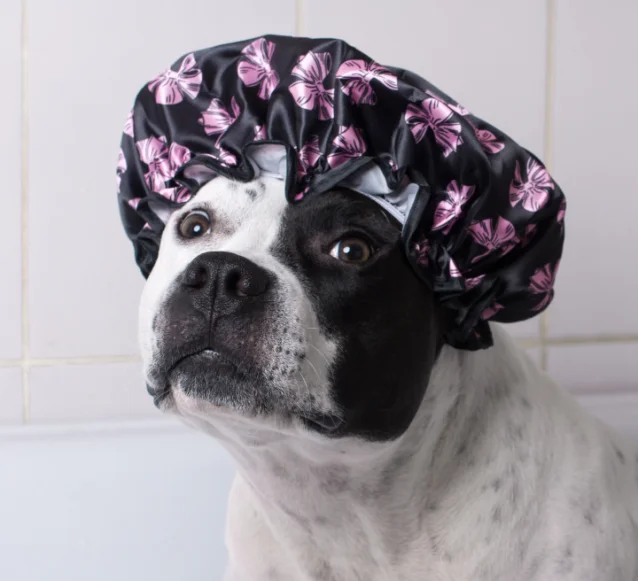 Staffy Breed Guide | Australia’s #1 Pet Store | Pet Circle