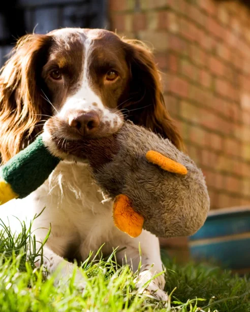 Springer Spaniel Breed Guide: Facts, Health & Care | Australia’s #1 Pet ...
