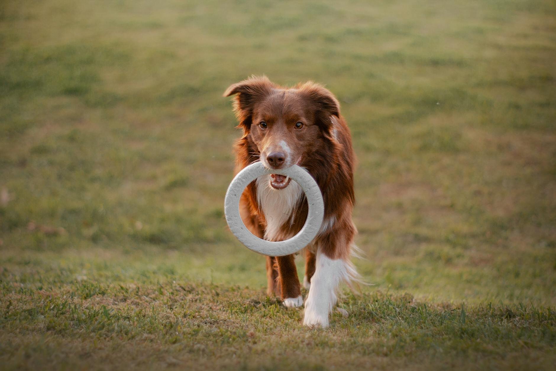 Pica in Dogs: Causes Treatment and Prevention | Australia’s #1 Pet ...