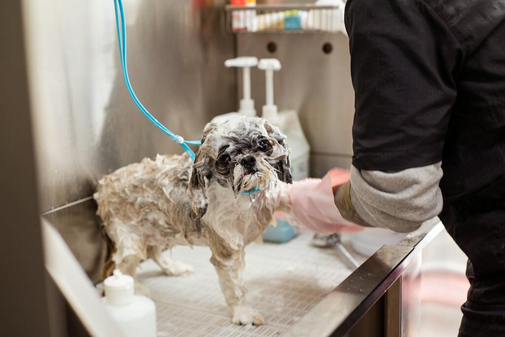 How Often Should You Wash Your Dog: A Vet's Guide to Bathing ...