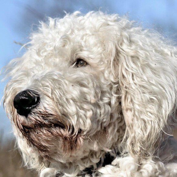 Groodle (Golden Doodle) Breed Guide | Australia’s #1 Pet Store | Pet Circle
