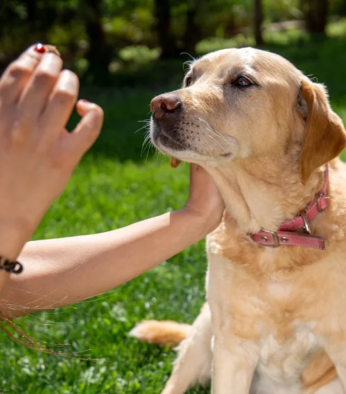 Labrador Retriever Breed Guide | Australia’s #1 Pet Store | Pet Circle