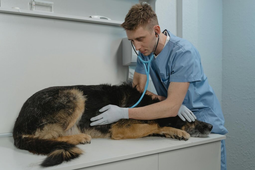 Pyometra in Dogs: Signs, Treatment, and Prevention of a Uterine ...