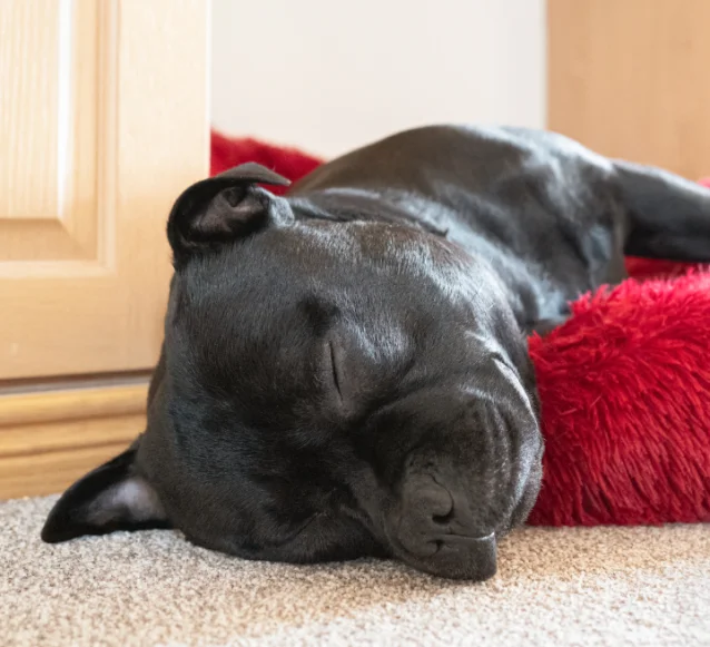 Staffy Breed Guide | Australia’s #1 Pet Store | Pet Circle