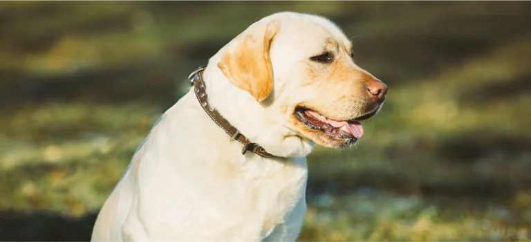 Labrador Retriever Breed Guide | Australia’s #1 Pet Store | Pet Circle