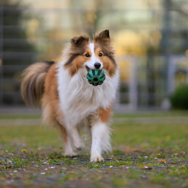 Shetland Sheepdog Breed Guide: Health, Personality, and Care ...