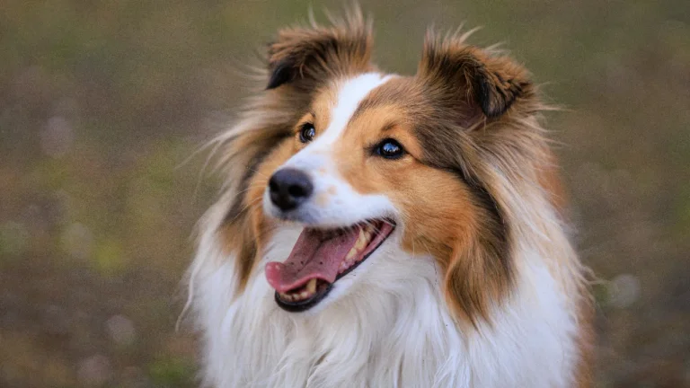 Shetland Sheepdog Breed Guide: Health, Personality, and Care ...