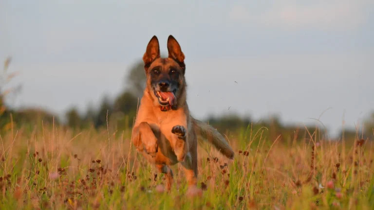 Belgian Malinois Breed Guide: Facts, Health, & Care | Australia’s #1 ...