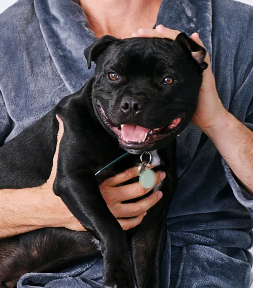 Staffy Breed Guide | Australia’s #1 Pet Store | Pet Circle