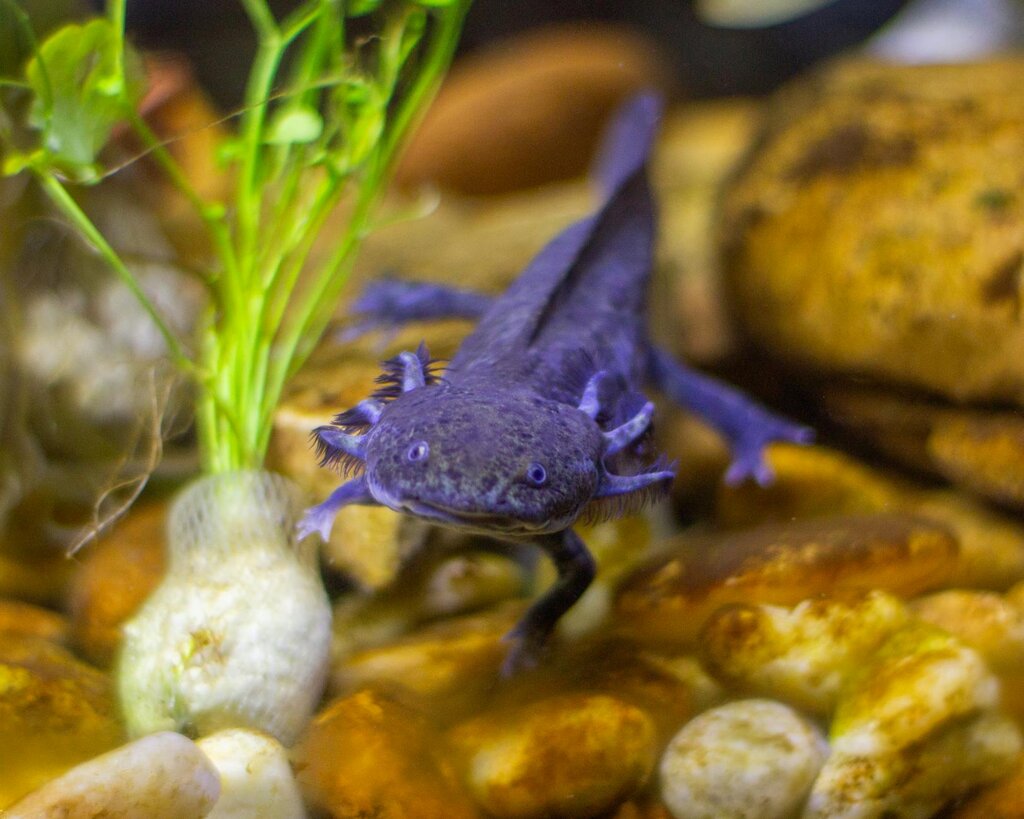 Axolotl Care Guide | Australia’s #1 Pet Store | Pet Circle