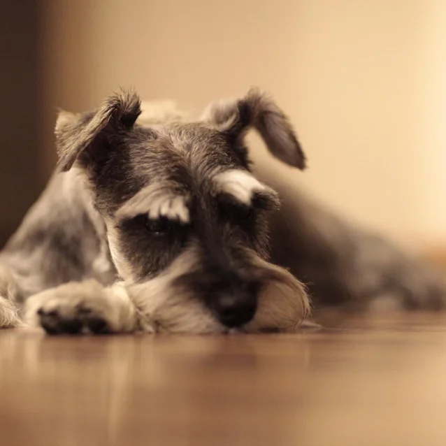 Schnauzer Breed Guide | Australia’s #1 Pet Store | Pet Circle