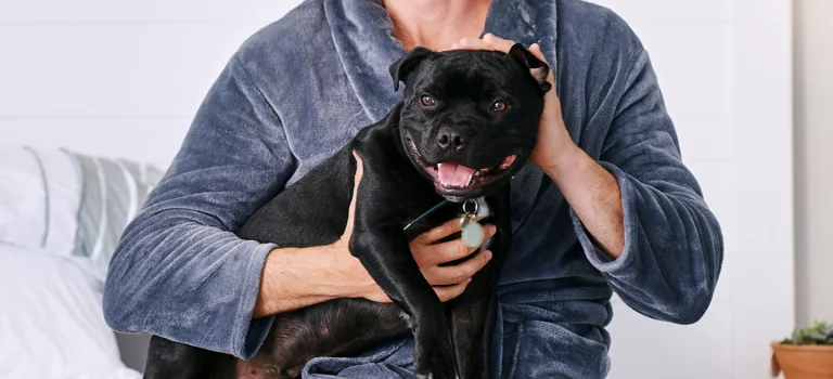 Staffy Breed Guide | Australia’s #1 Pet Store | Pet Circle