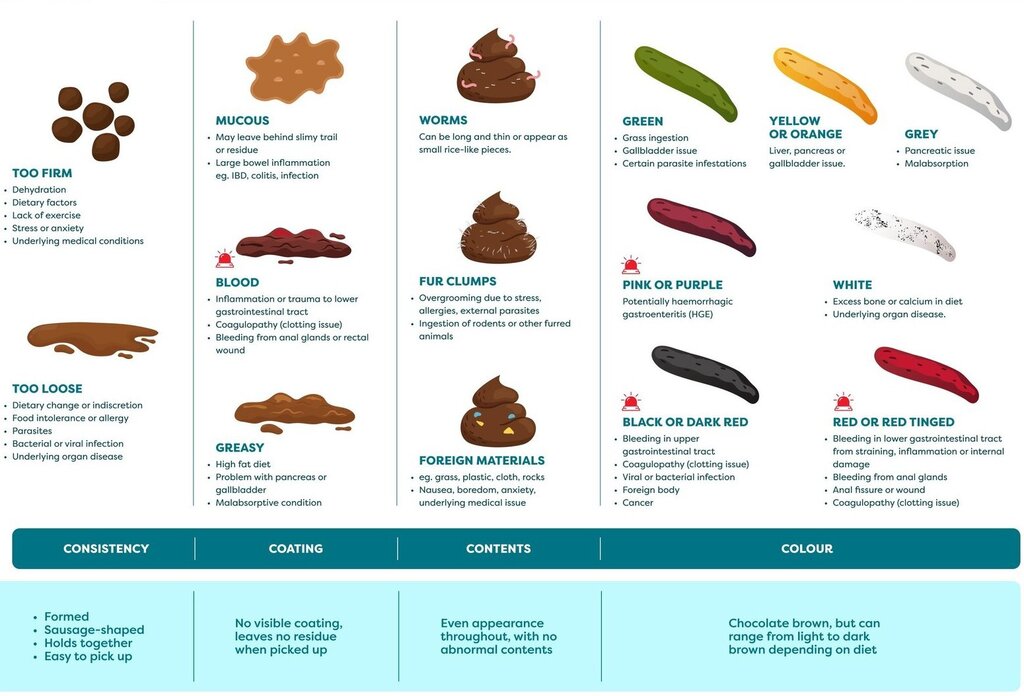 Yellow Dog Poo Explained: Causes, Symptoms, and Vet Advice | Australia ...